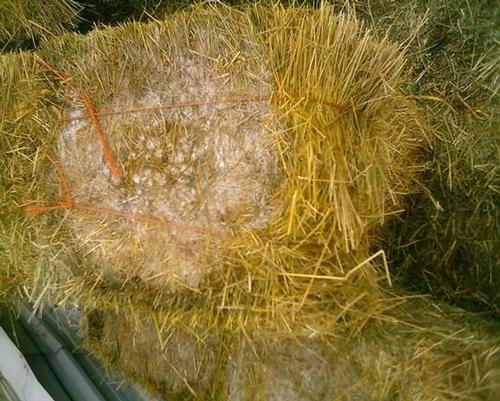 MSU Extension | Montana State University