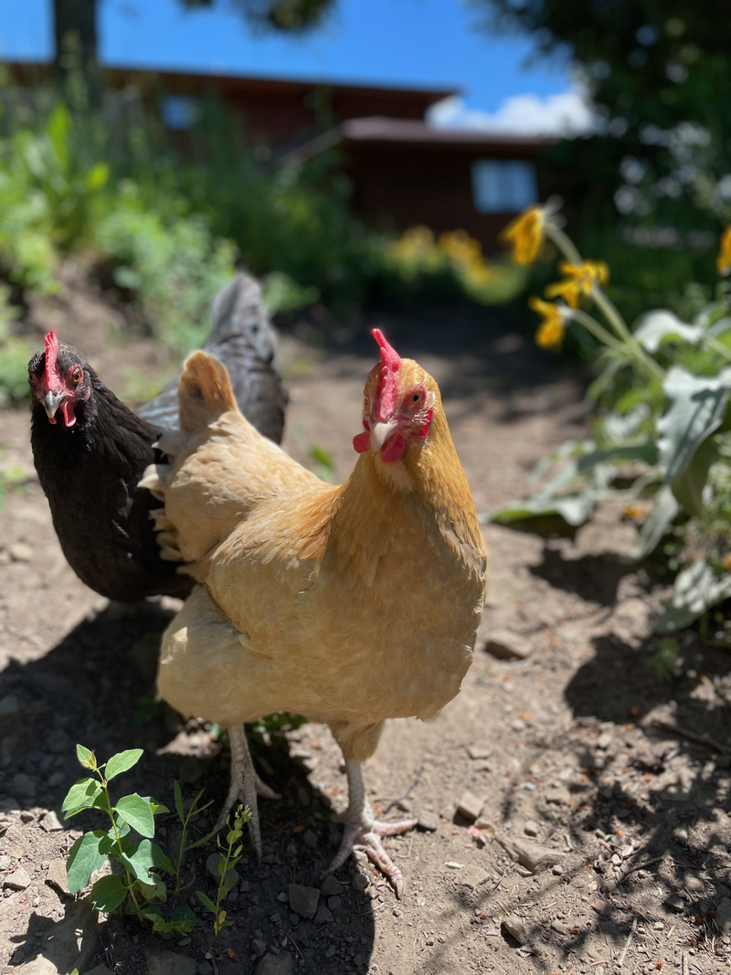 MSU Extension | Montana State University