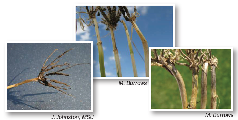 MSU Extension | Montana State University