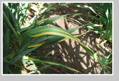 MSU Extension | Montana State University